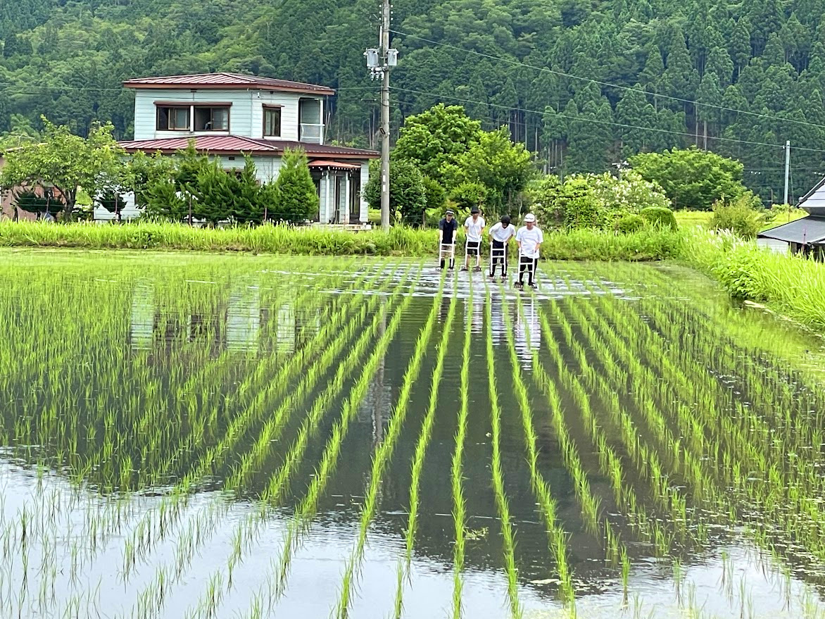 Weeding at rice field - inn美山